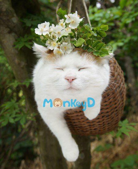 Ngủ Dậy, Ta Cùng Đối Thủ HE Rồi - 4 - MonkeyD